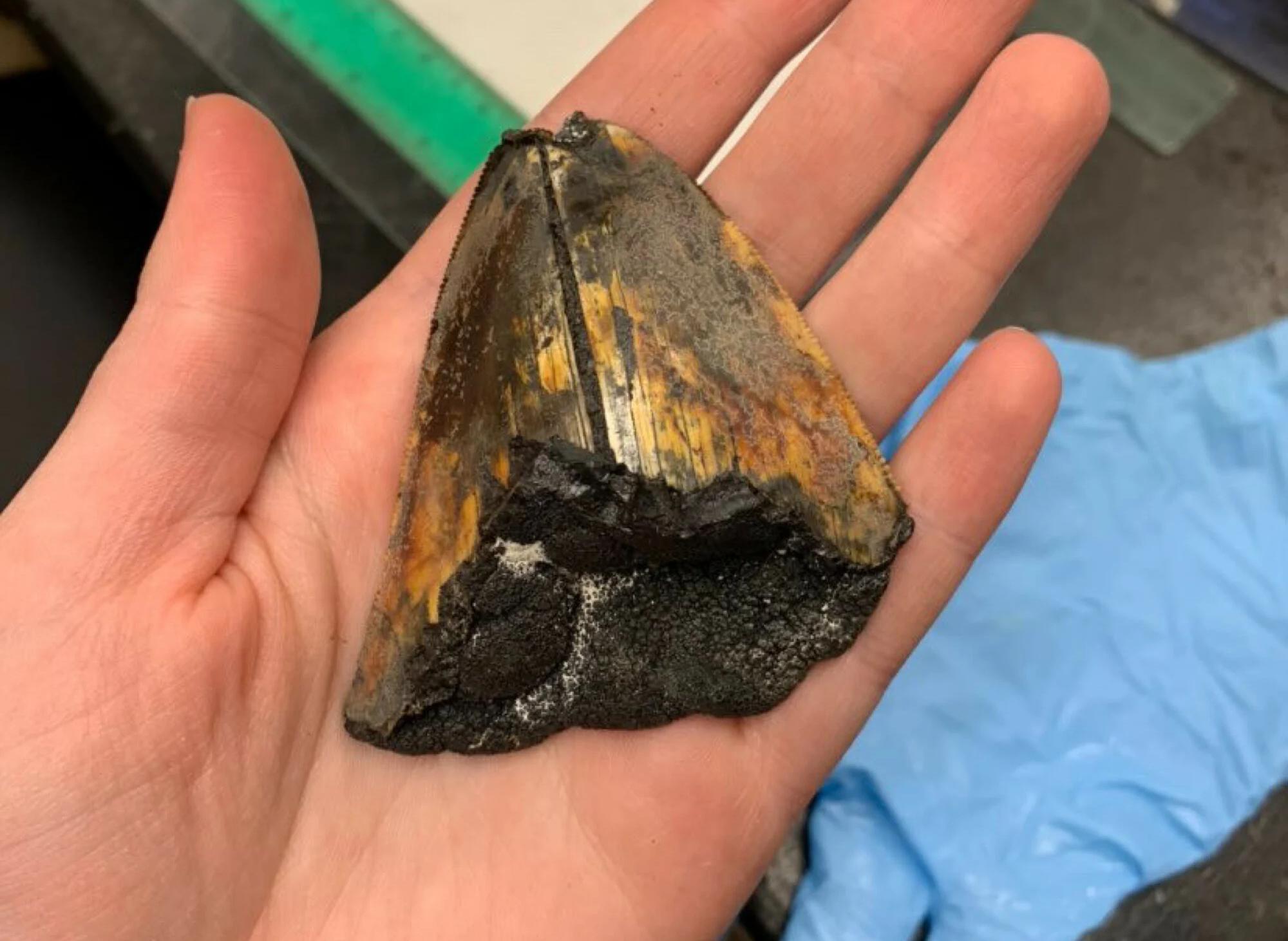 Επιστήμονες βρήκαν το τεραστιο δόντι του μεγαλύτερου φονιά των ωκεανών ...